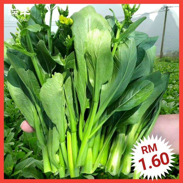 Benih Sawi Hijau （250+/-⬆）/ Green Choy Sum Seeds / 绿菜心种子 / 菜心 / Seed ...