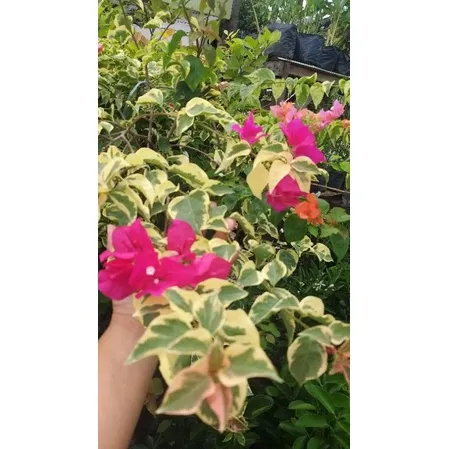 Bougainvillea Dwarf Grafted Variegated Bougainvillea Hybrid 2 Colors in ...