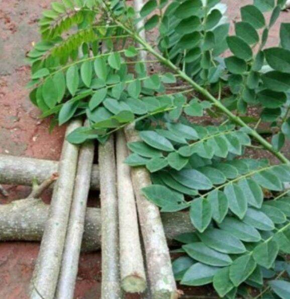 setek pohon gamal | Lazada Indonesia