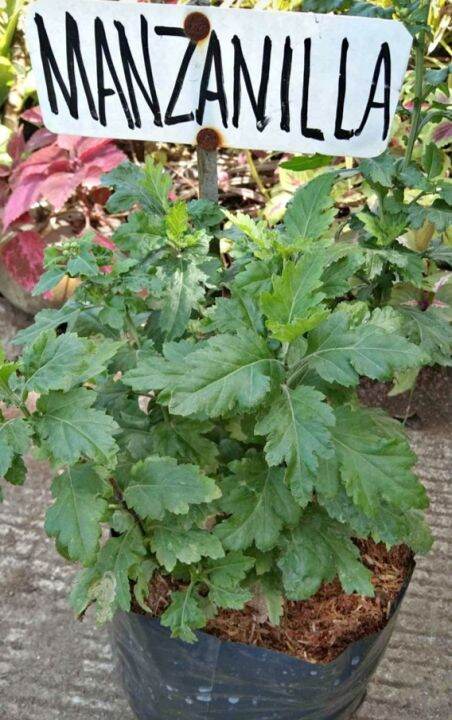 Manzanilla herbal | Lazada PH