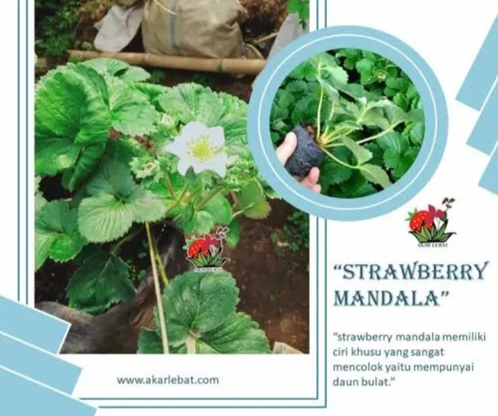 Pohon stroberi hidup jenis MANDALAWANGI/bibit pohon hidup/pohon ...