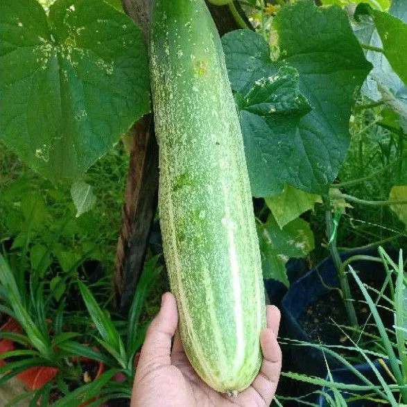 Biji Benih Timun Kampung 5 Seeds | Lazada
