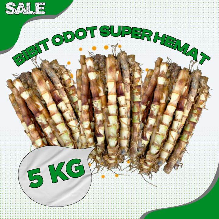 Bibit rumput odot super per 5kg (20-22cm) | Lazada Indonesia
