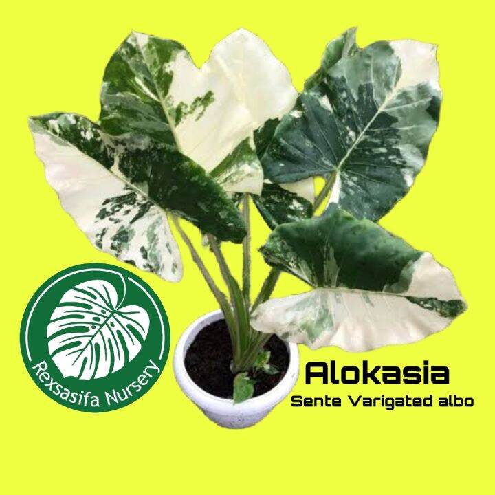 Sente varigata ,alokasia varigata ,keladi varigata size remaja | Lazada ...