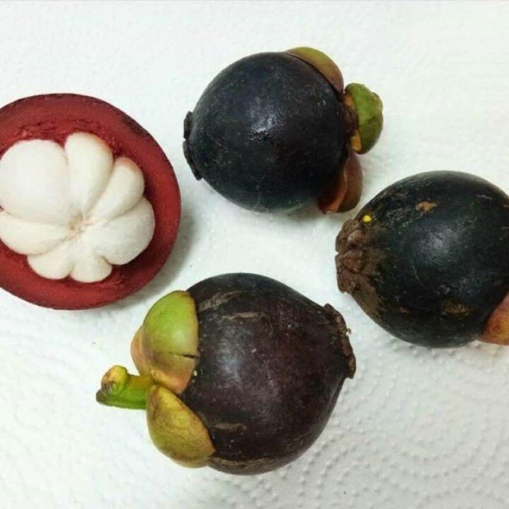 Anak Pokok Manggis Mesta / Masta / | Lazada