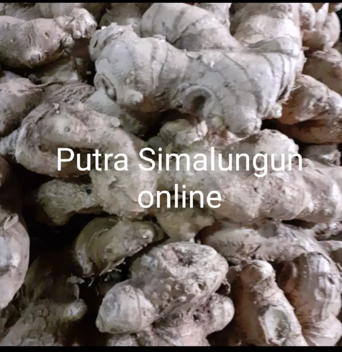 Lempuyang / lempuyang wangi fresh 1kg | Lazada Indonesia