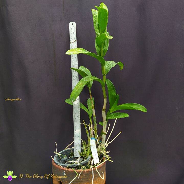 Anggrek Dendrobium Spirit Of Java | Lazada Indonesia
