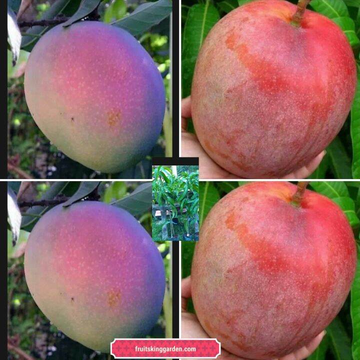 Anak Pokok Apple Mango Merah R2E2 | Lazada