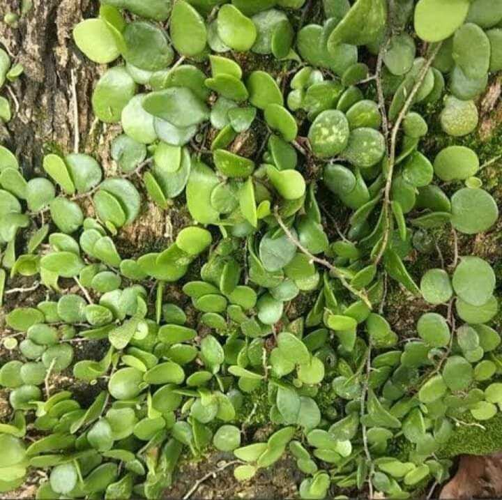 Daun sisik naga 1 kg | Lazada Indonesia