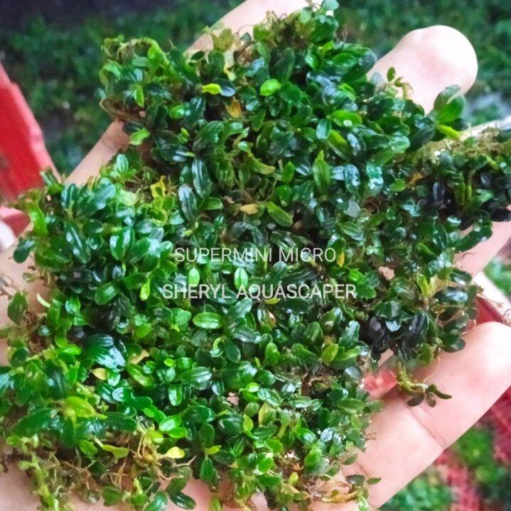 Bucephalandra Supermini Micro Tanaman Aquascape | Lazada Indonesia