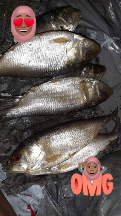 ikan terubok masin sarawak halal 4 ekor | Lazada