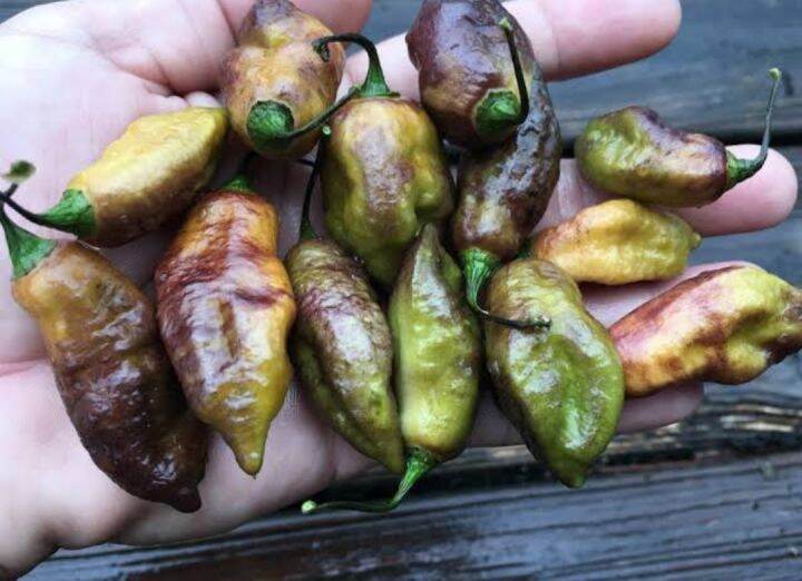 เมล็ดพันธุ์พริก แบล็ค ไทเกอร์ (Black Tiger Hot Pepper) บรรจุ 25 เมล็ด ...