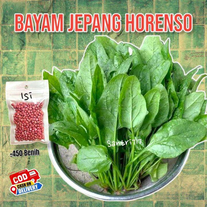 Benih/bibit bayam jepang horenso isi ±450 10gr | Lazada Indonesia
