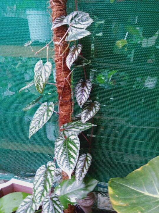 cissus vine | Lazada PH