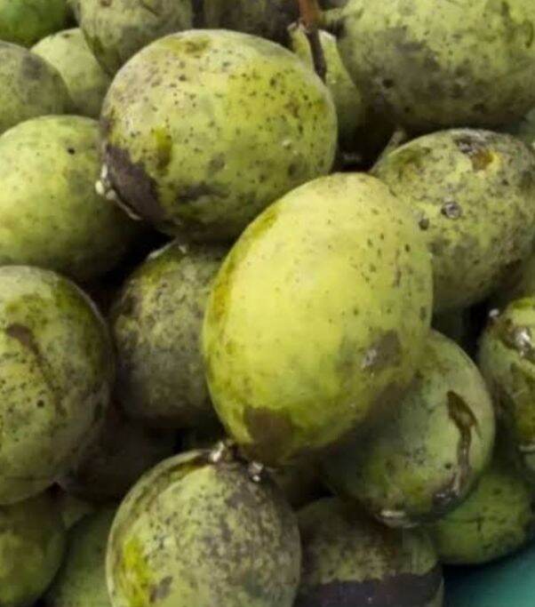 Buah Limus Segar 1kg | Lazada Indonesia