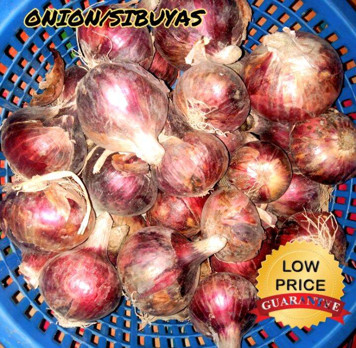 Sibuyas 1 kilo | Lazada PH