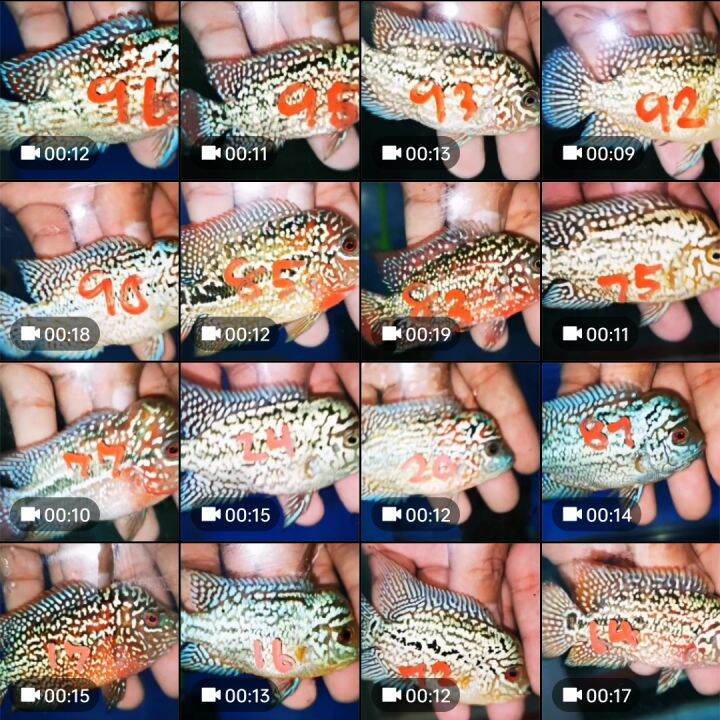 (1pc).Flowerhorn king kamfa f2 male fish, 泰国金花f2 | Lazada