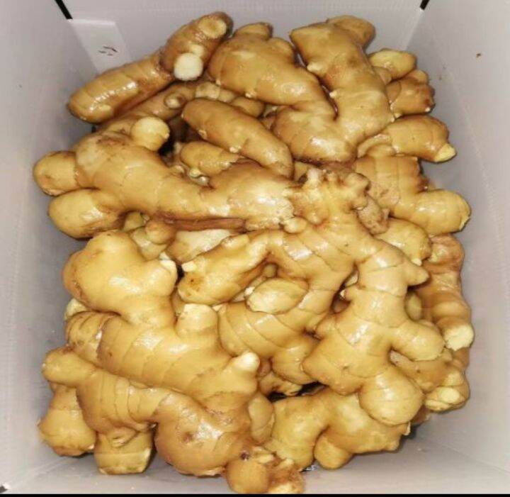 Halia 200gr | Lazada