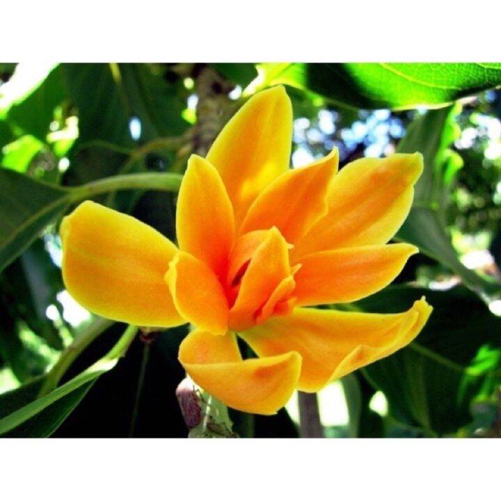 Pokok Bunga Cempaka Kuning harum dan wangi | Lazada