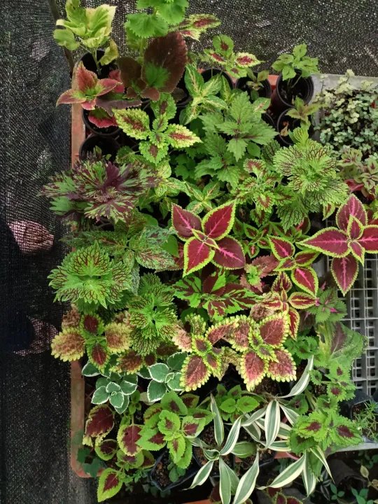 KERATAN POKOK ATI2 MAHKOTA DURI POKOK HIASAN MURAH POKOK HIDUP | Lazada