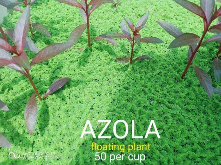 Azola for aquarium and pond/ for chicken | Lazada PH