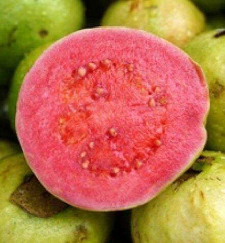 pokok jambu batu, guava | Lazada