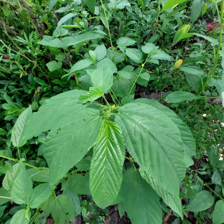 binhi pantanim saluyot vegetable garden plant 20 seeds | Lazada PH