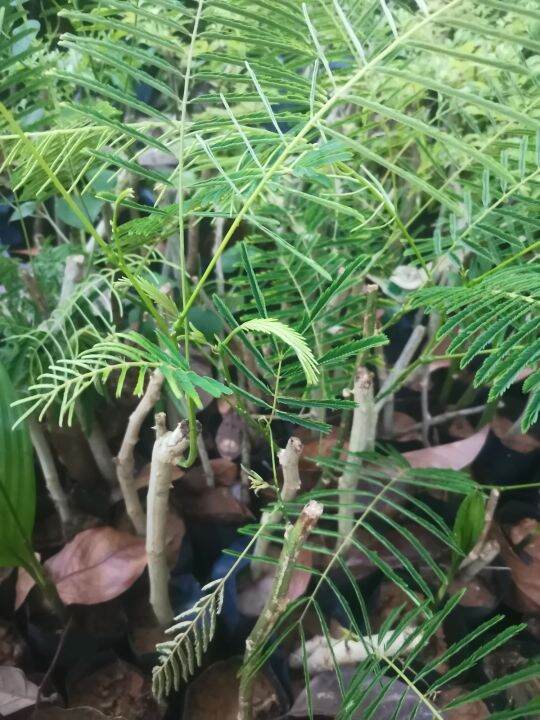 ชะอมหนามน้อย ในถุงชำพร้อมลงดินปลูก ชุด 3 ต้น | Lazada.co.th