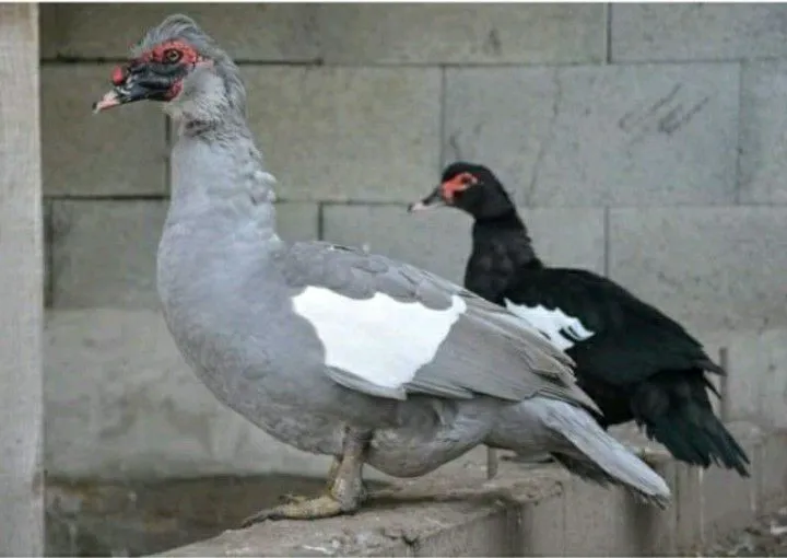 TELUR MENTOK HIAS LAVENDER SUPER JUMBO UNTUK DI TETASKAN | Lazada Indonesia