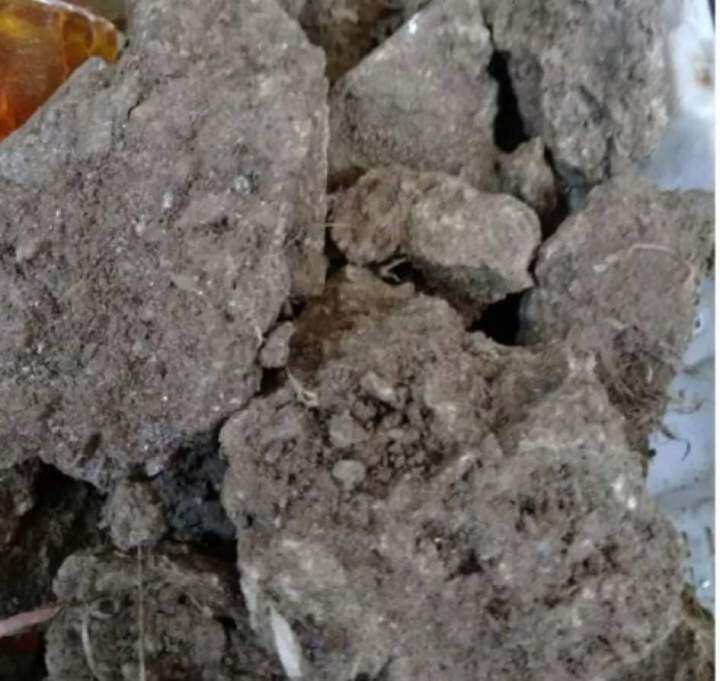 kamanyang 1kg. | Lazada PH