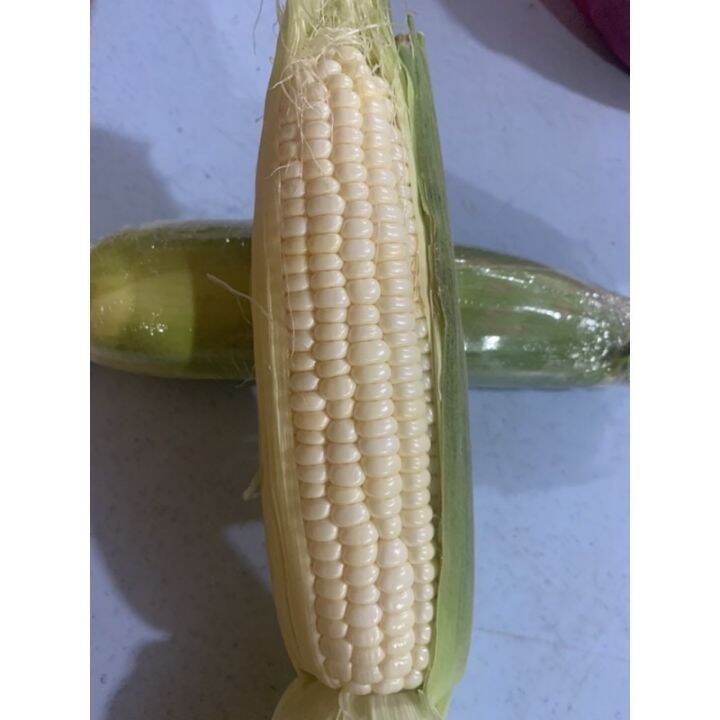 100% Cameron Jagung Susu/ Cameron Milk Corn 金马伦喷汁牛奶甘蔗白玉米. | Lazada