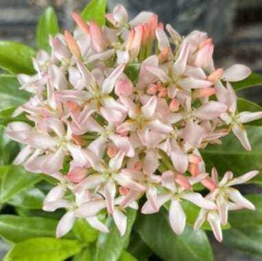 POKOK BUNGA IXORA SUNKIST PUTIH-PINK | Lazada