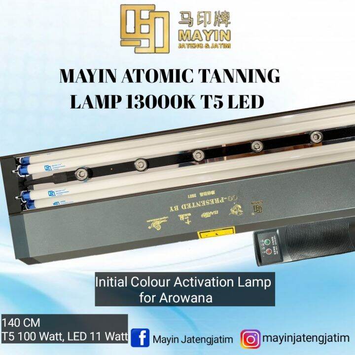 Lampu Atomic Mayin Tanning T5 13.000K LED Biru Ikan Hias Arowana Arwana ...
