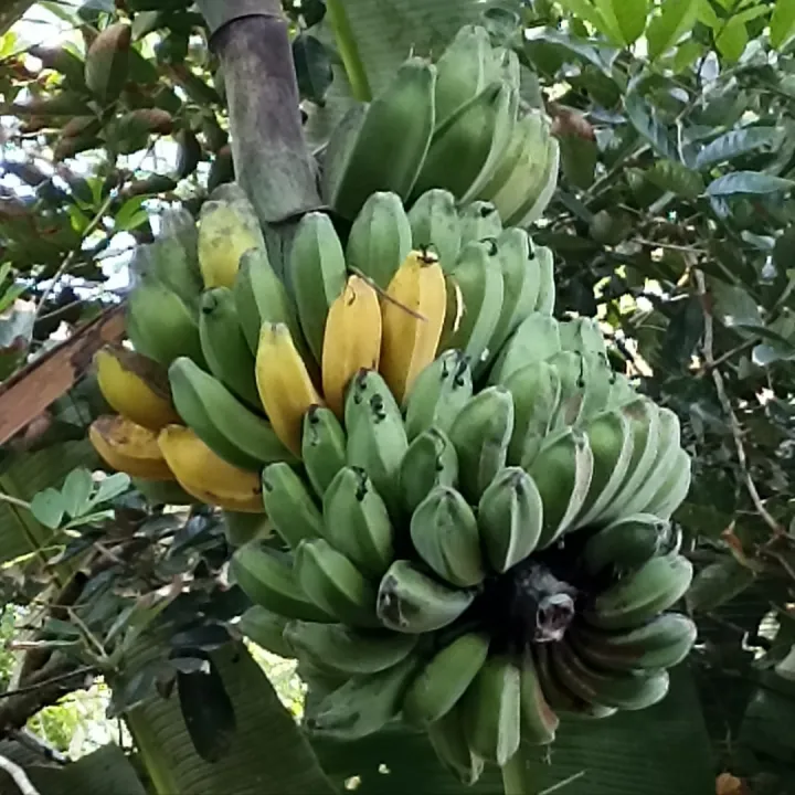 PISANG KEPOK KUNING SUPER (KAPOK URANG) | Matang Pohon | Harga Per Kg ...