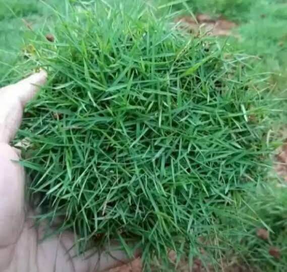 rumput jepang/rumput taman rumput peking Uk 100cm x 50cm | Lazada Indonesia