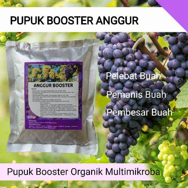 Pupuk Anggur Organik Agar Cepat Berbuah Lebat Ampuh Pupuk Booster Pelebat Buah Obat Perangsang ...