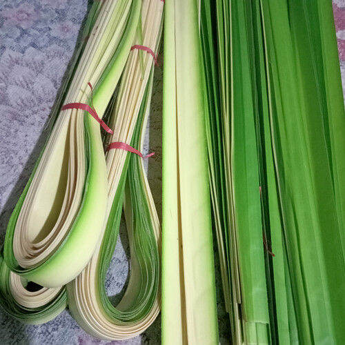 Bahan Janur Kuning Daun Kelapa Muda Per 20 Lidi | Lazada Indonesia