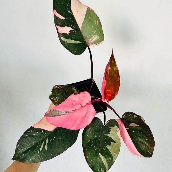 [Rare plant] Philodendron pink / PPP /Philodendron Pink Princess ...