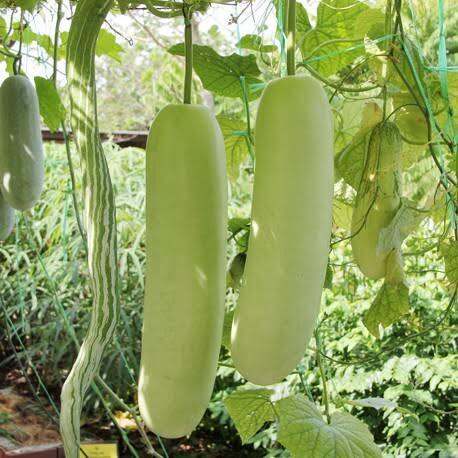 50 BENIH LABU AIR LABU PUTIH SUPER | Lazada Indonesia