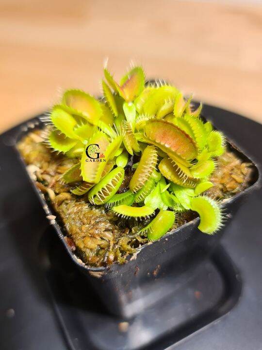 Venus Flytrap GJ Bloody Nurse [Dionaea Muscipula, Venus Flytrap][Carnivorous Plants][GILAGARDEN ...