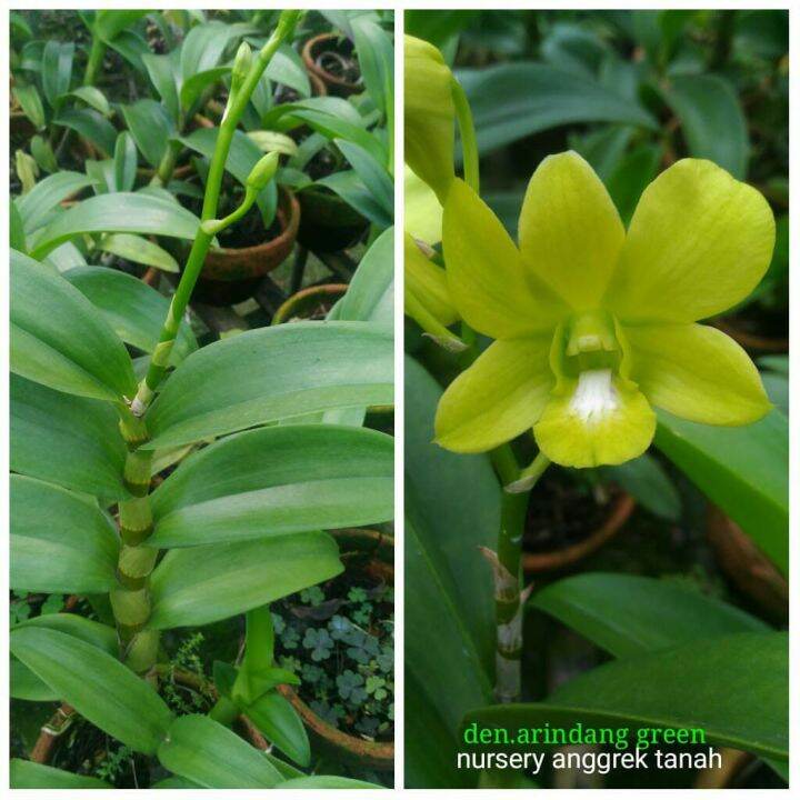 anggrek dendrobium arindang green | Lazada Indonesia