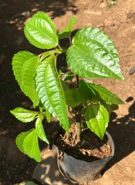 bibit pohon pohpohan sudah tumbuh | Lazada Indonesia