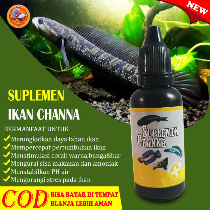 Suplemen ikan Channa obat probiotik Chana mutasi warna | Lazada Indonesia