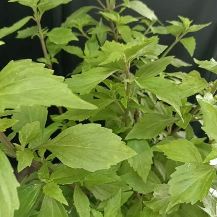 Pokok Misai Kucing Cat's Whisker Pokok Herba Herbal Orthosiphon ...