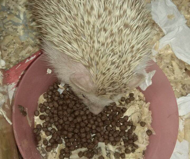 makanan landak, landak mini | Lazada