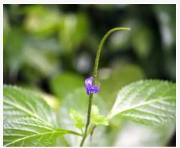 Stachytarpheta jamaicensis, snake weed or porter weed | Lazada
