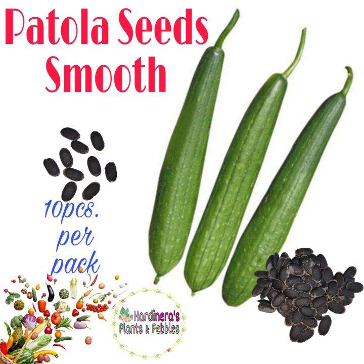 Patola seeds SMOOTH | Lazada PH
