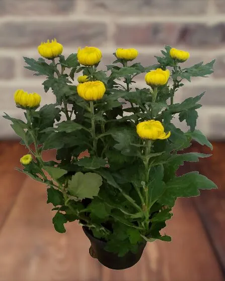 5 POHON TANAMAN BUNGA KRISAN ASTER WARNA KUNING | Lazada Indonesia