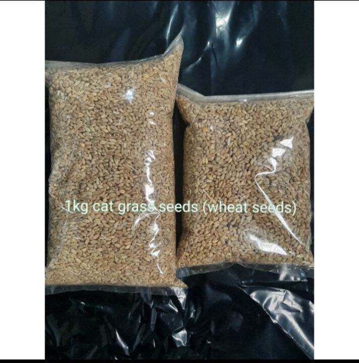 1kg Cat Grass Seeds Wheat Seeds Lazada Ph