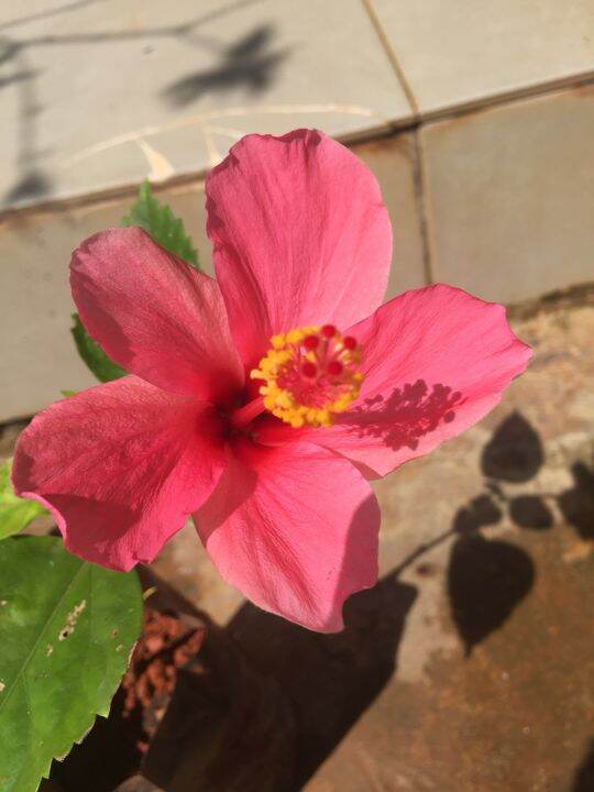 Anak Bunga Raya Pink Hibiscus Flower | Lazada